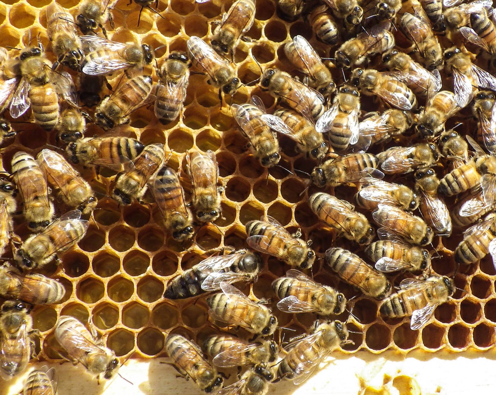 Home - Cook Dupage Beekeepers Association